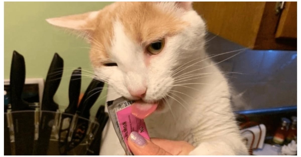 34 Tried-and-True Cat Hacks to Keep Both You and Your Feline Friend ...
