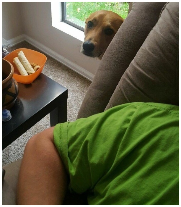 35+ Undiscovered Dog Wishes That Will Surprise Every Owner - Page 2 of ...