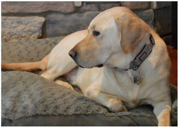 35+ Undiscovered Dog Wishes That Will Surprise Every Owner – avocadoposts