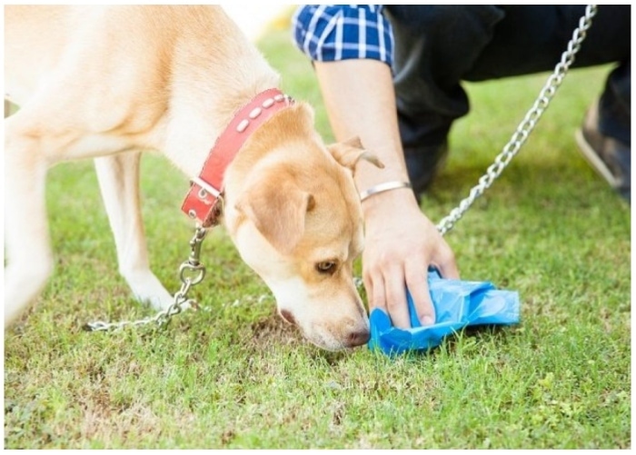 35+ Undiscovered Dog Wishes That Will Surprise Every Owner – avocadoposts