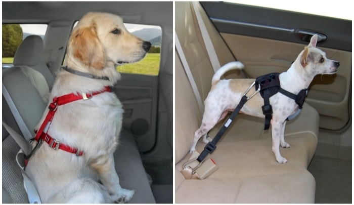 35+ Undiscovered Dog Wishes That Will Surprise Every Owner - Page 2 of ...