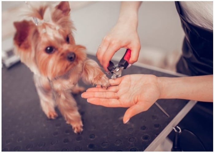 35+ Undiscovered Dog Wishes That Will Surprise Every Owner – avocadoposts