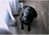 35+ Undiscovered Dog Wishes That Will Surprise Every Owner – avocadoposts