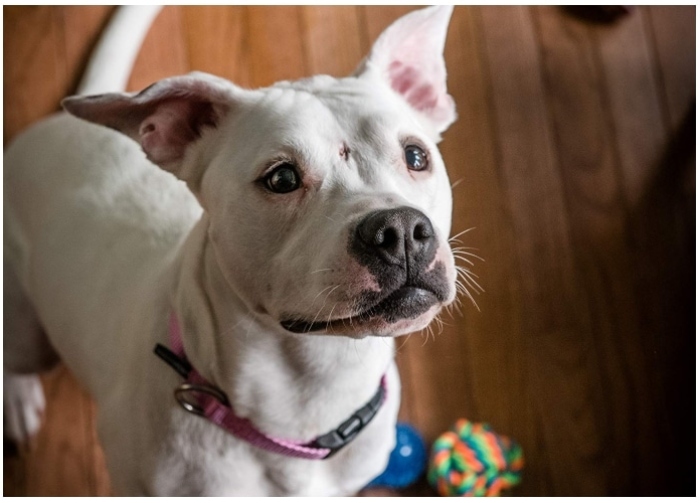 35+ Undiscovered Dog Wishes That Will Surprise Every Owner – avocadoposts