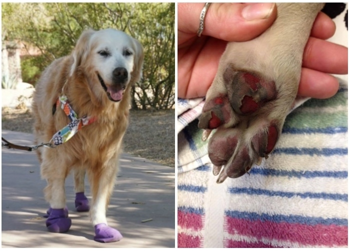 35+ Undiscovered Dog Wishes That Will Surprise Every Owner – avocadoposts