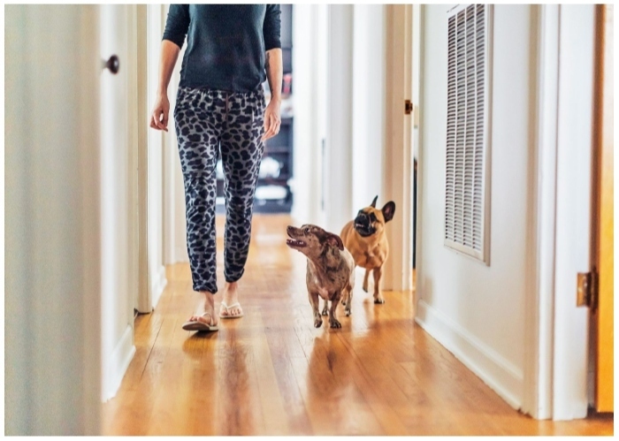 35+ Undiscovered Dog Wishes That Will Surprise Every Owner – avocadoposts