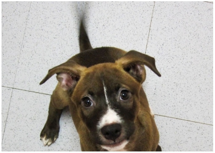 35+ Undiscovered Dog Wishes That Will Surprise Every Owner – avocadoposts