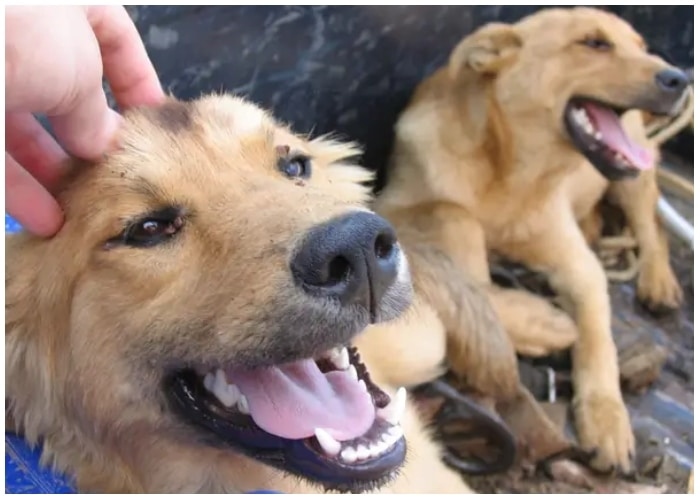 35+ Undiscovered Dog Wishes That Will Surprise Every Owner – avocadoposts