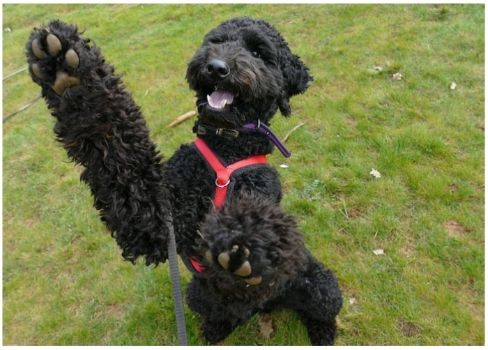 35+ Undiscovered Dog Wishes That Will Surprise Every Owner – avocadoposts