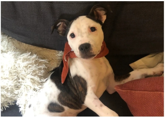 35+ Undiscovered Dog Wishes That Will Surprise Every Owner – avocadoposts