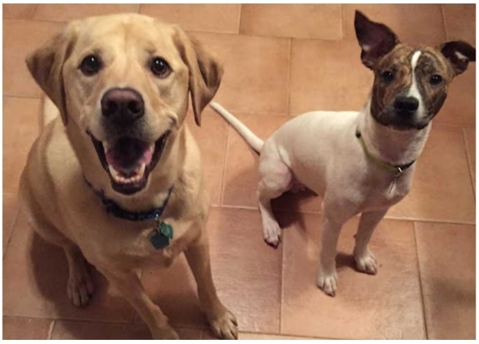 35+ Undiscovered Dog Wishes That Will Surprise Every Owner – avocadoposts