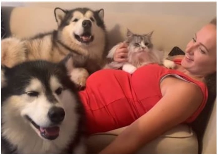 35+ Undiscovered Dog Wishes That Will Surprise Every Owner – avocadoposts