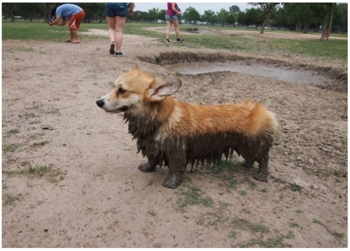 35+ Undiscovered Dog Wishes That Will Surprise Every Owner – avocadoposts