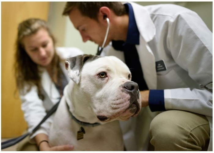 35+ Undiscovered Dog Wishes That Will Surprise Every Owner – avocadoposts