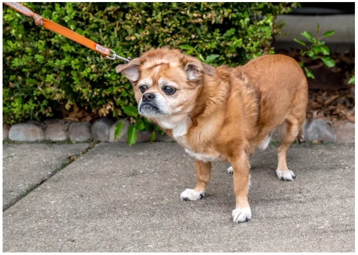 35+ Undiscovered Dog Wishes That Will Surprise Every Owner - Page 2 of ...