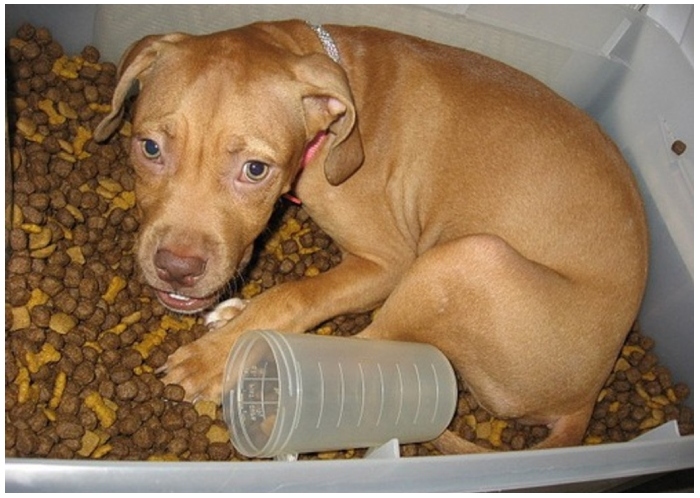 35+ Undiscovered Dog Wishes That Will Surprise Every Owner - Page 2 of ...