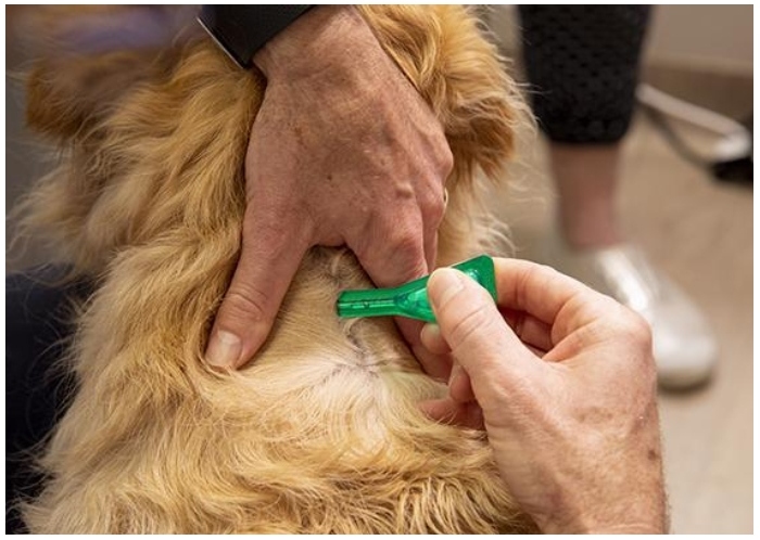 35+ Undiscovered Dog Wishes That Will Surprise Every Owner - Page 2 of ...