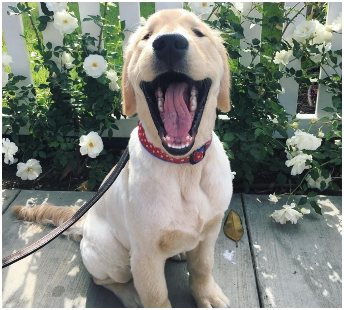 35+ Undiscovered Dog Wishes That Will Surprise Every Owner - Page 2 of ...