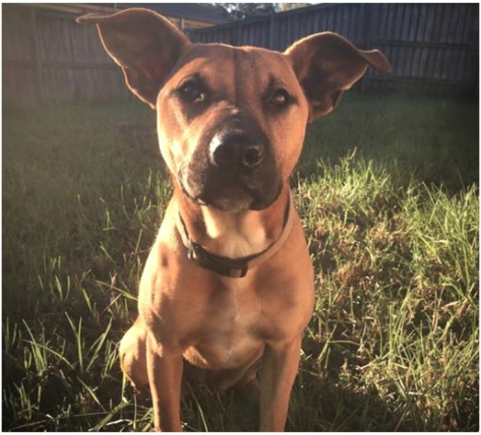 35+ Undiscovered Dog Wishes That Will Surprise Every Owner - Page 2 of ...