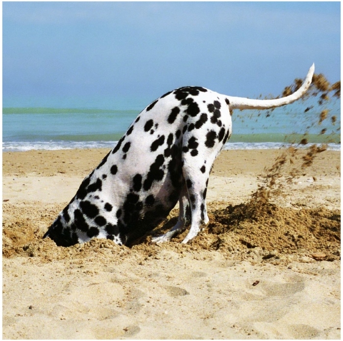 35+ Undiscovered Dog Wishes That Will Surprise Every Owner - Page 2 of ...