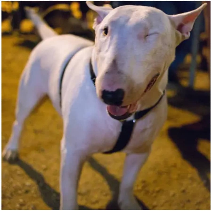 35+ Undiscovered Dog Wishes That Will Surprise Every Owner - Page 2 of ...