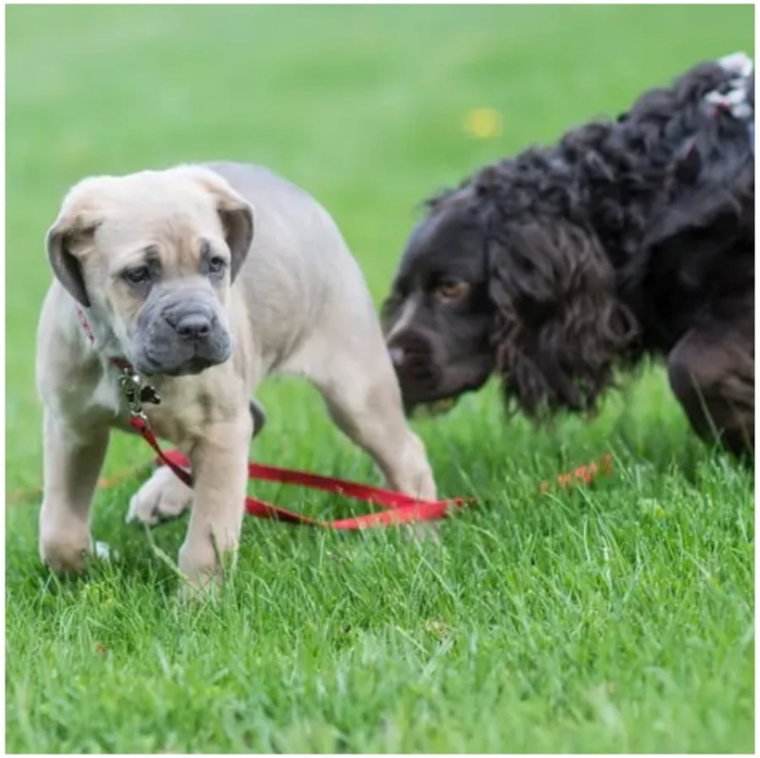 35+ Undiscovered Dog Wishes That Will Surprise Every Owner - Page 2 of ...