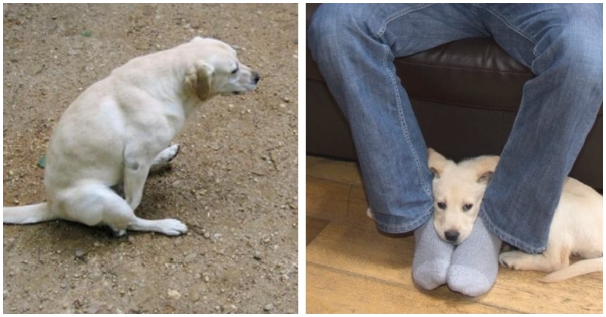 Pourquoi les chiens font les choses bizarres qu’ils font – avocadoposts